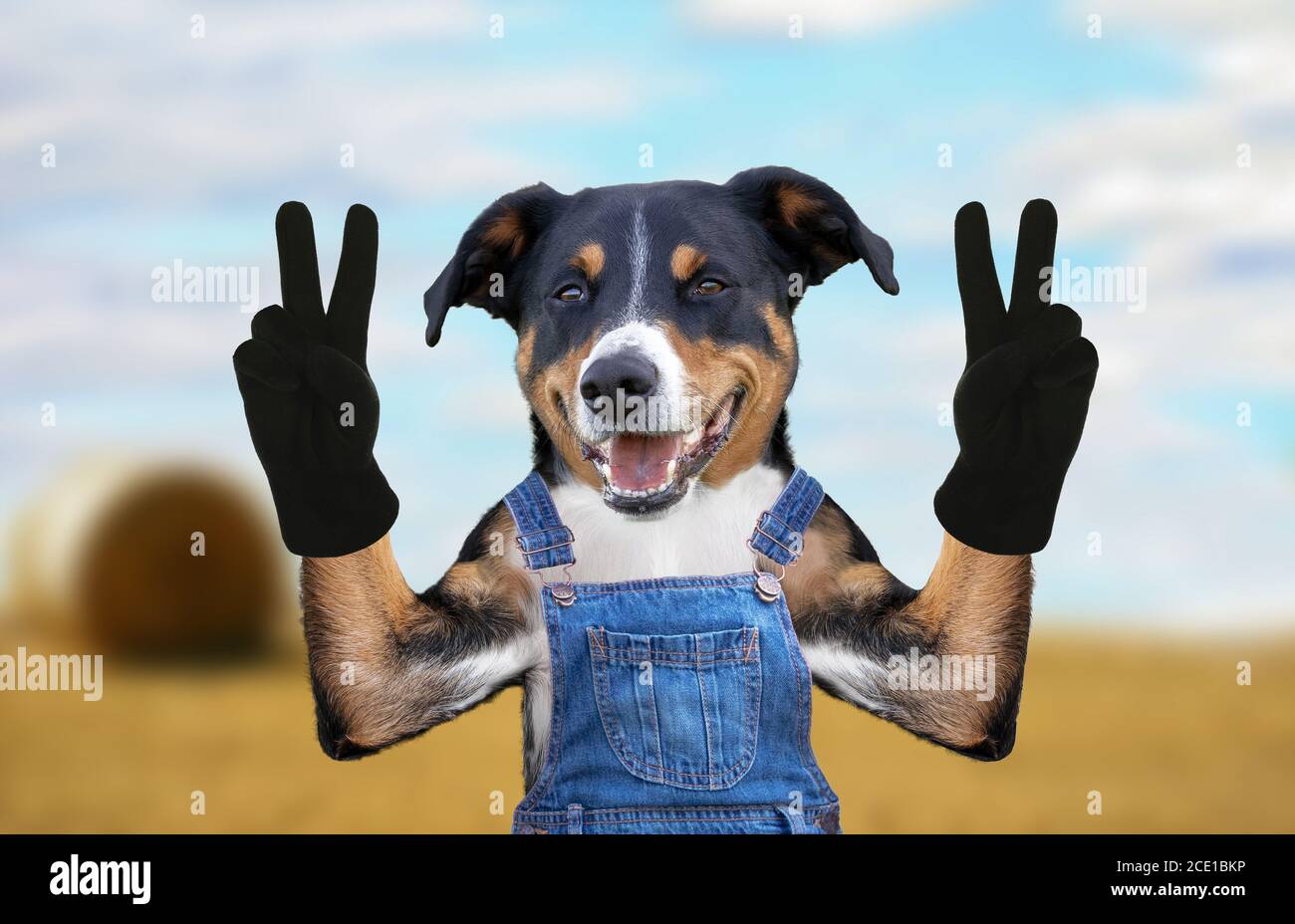 Dog paw high five -Fotos und -Bildmaterial in hoher Auflösung – Alamy