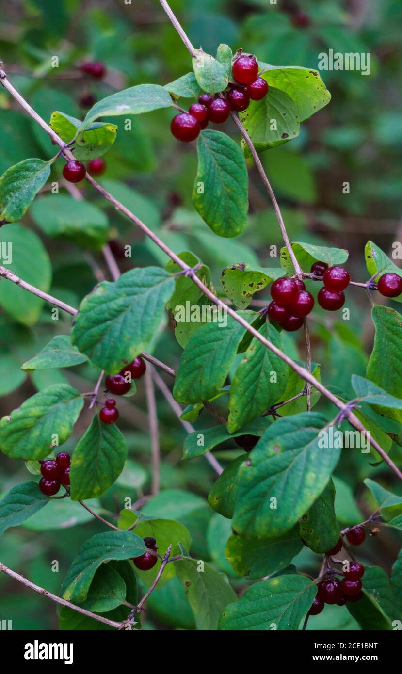 Wilde ungenießbare Waldbeeren im Wald Stockfotografie - Alamy