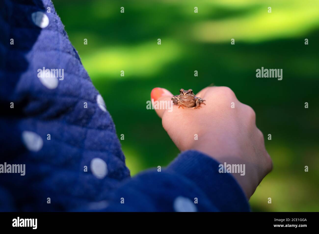 Frosch Auf Menschliche Hand Stockfotos und -bilder Kaufen - Alamy