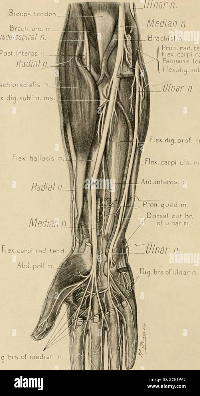 Palmar faszie -Fotos und -Bildmaterial in hoher Auflösung – Alamy