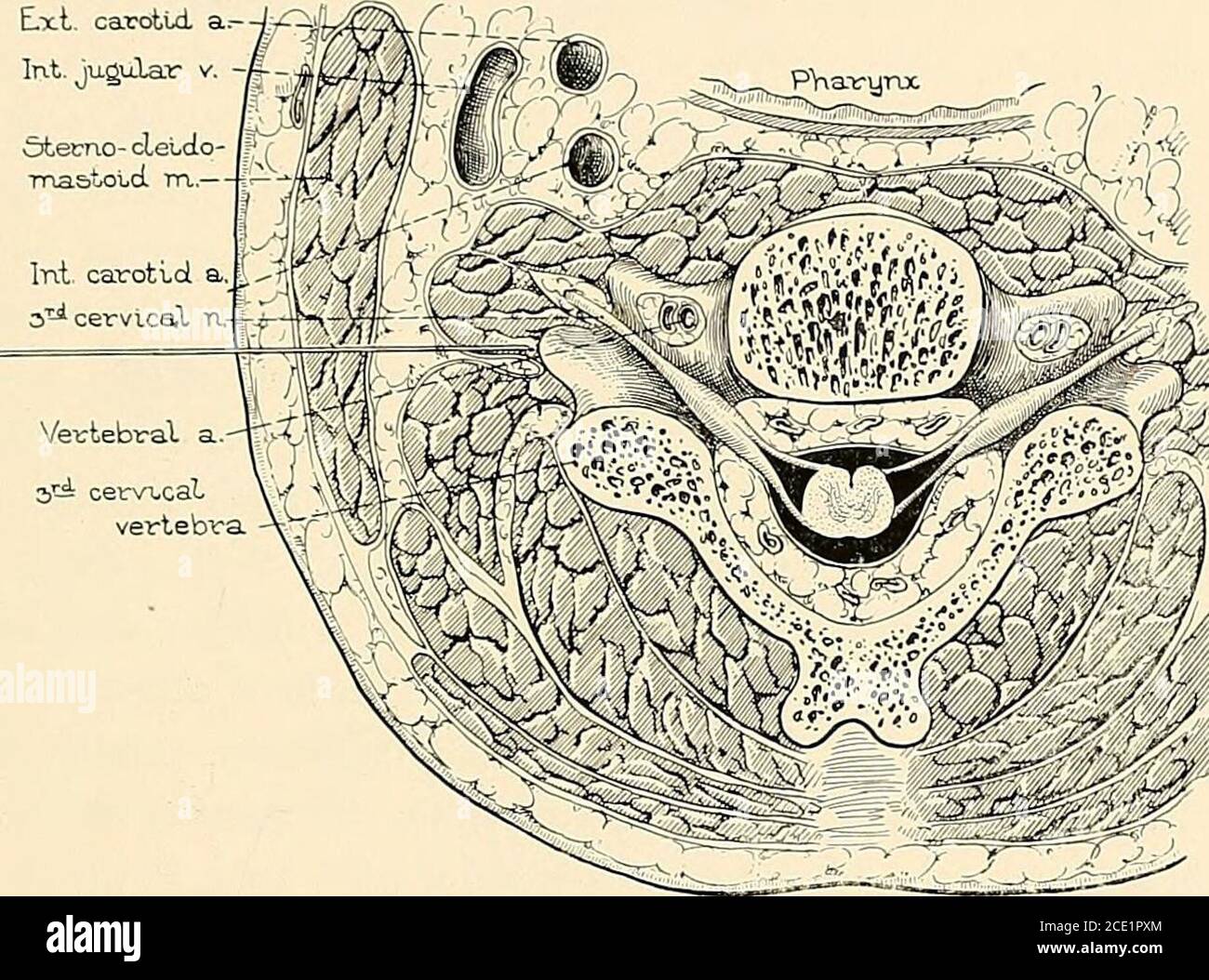 . Regionalanästhesie : seine technische und klinische Anwendung . 4 ...
