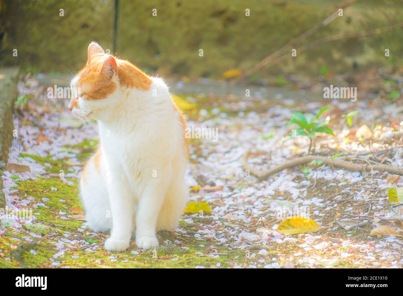 Japanischer tiger -Fotos und -Bildmaterial in hoher Auflösung – Alamy