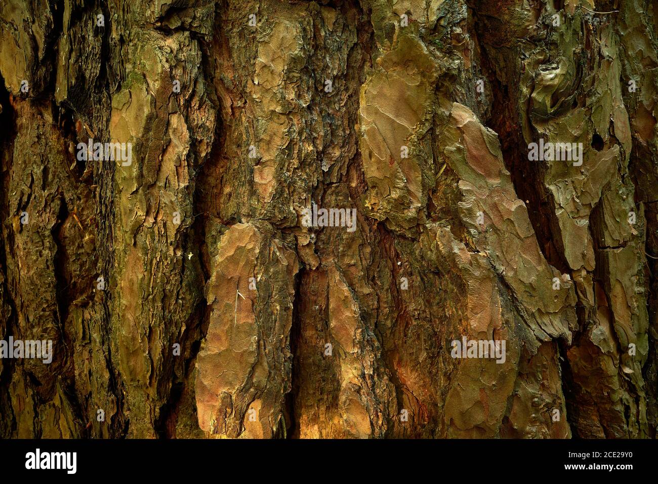 Strukturiertes korkfoto -Fotos und -Bildmaterial in hoher Auflösung – Alamy