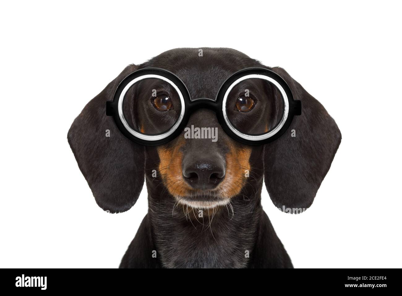 Dackel mit brille -Fotos und -Bildmaterial in hoher Auflösung – Alamy