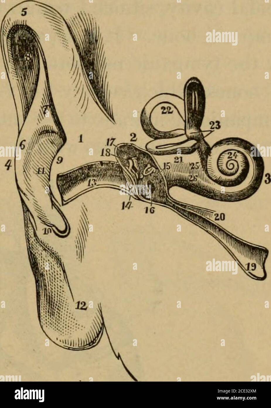 Eine Abhandlung über die praktische Anatomie: Für Studenten der ...