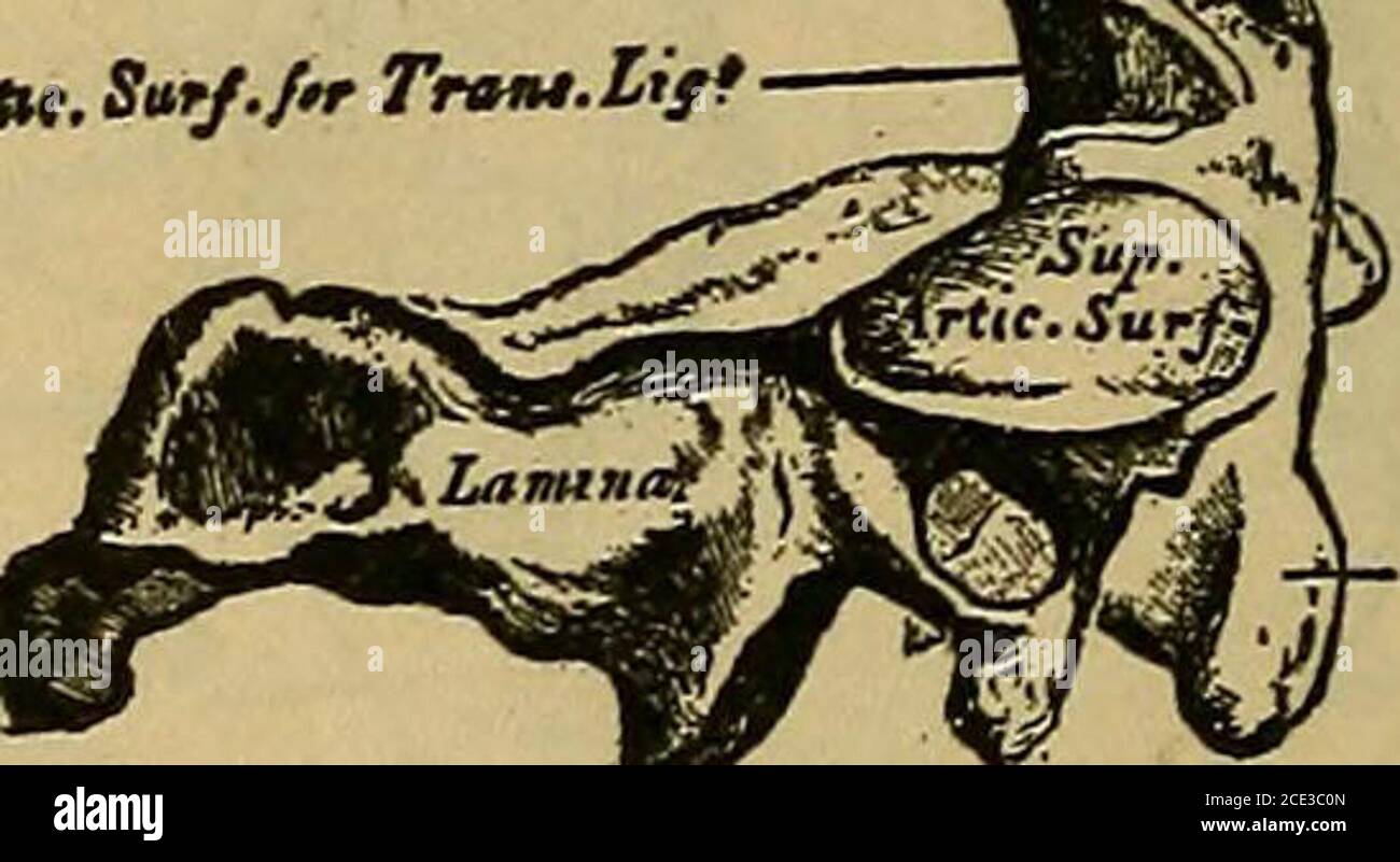 Eine Abhandlung über die praktische Anatomie: Für Studenten der ...