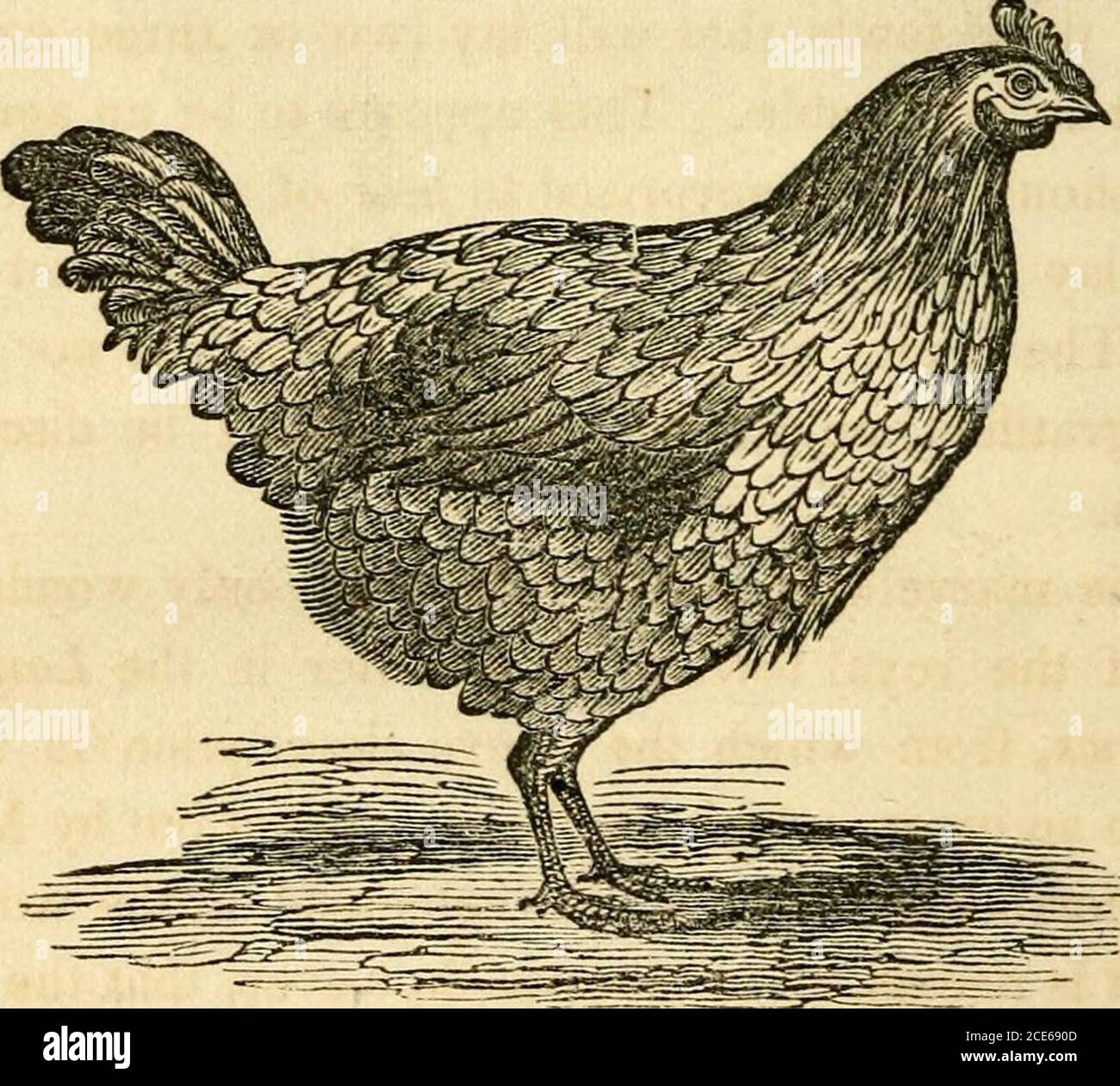 . Das Geflügelbuch : eine Abhandlung über die Zucht und allgemeine ...