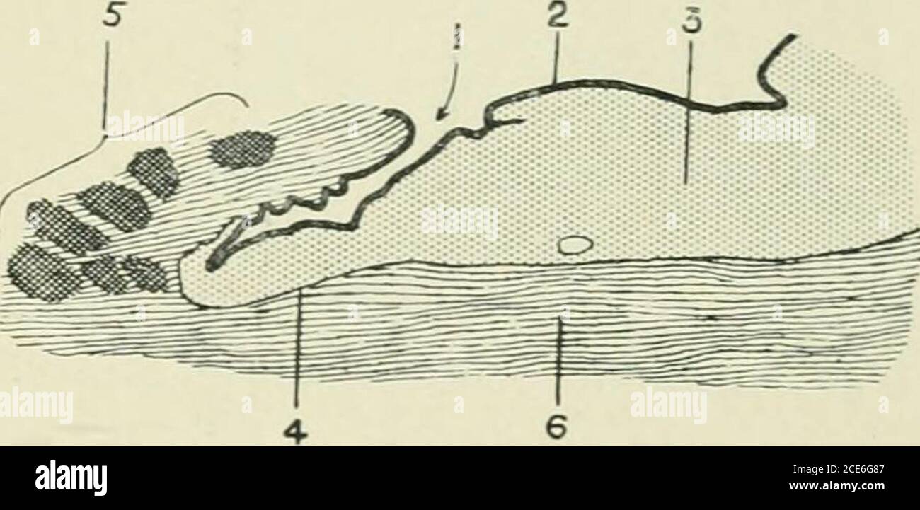 Fossa tonsillaris -Fotos und -Bildmaterial in hoher Auflösung – Alamy