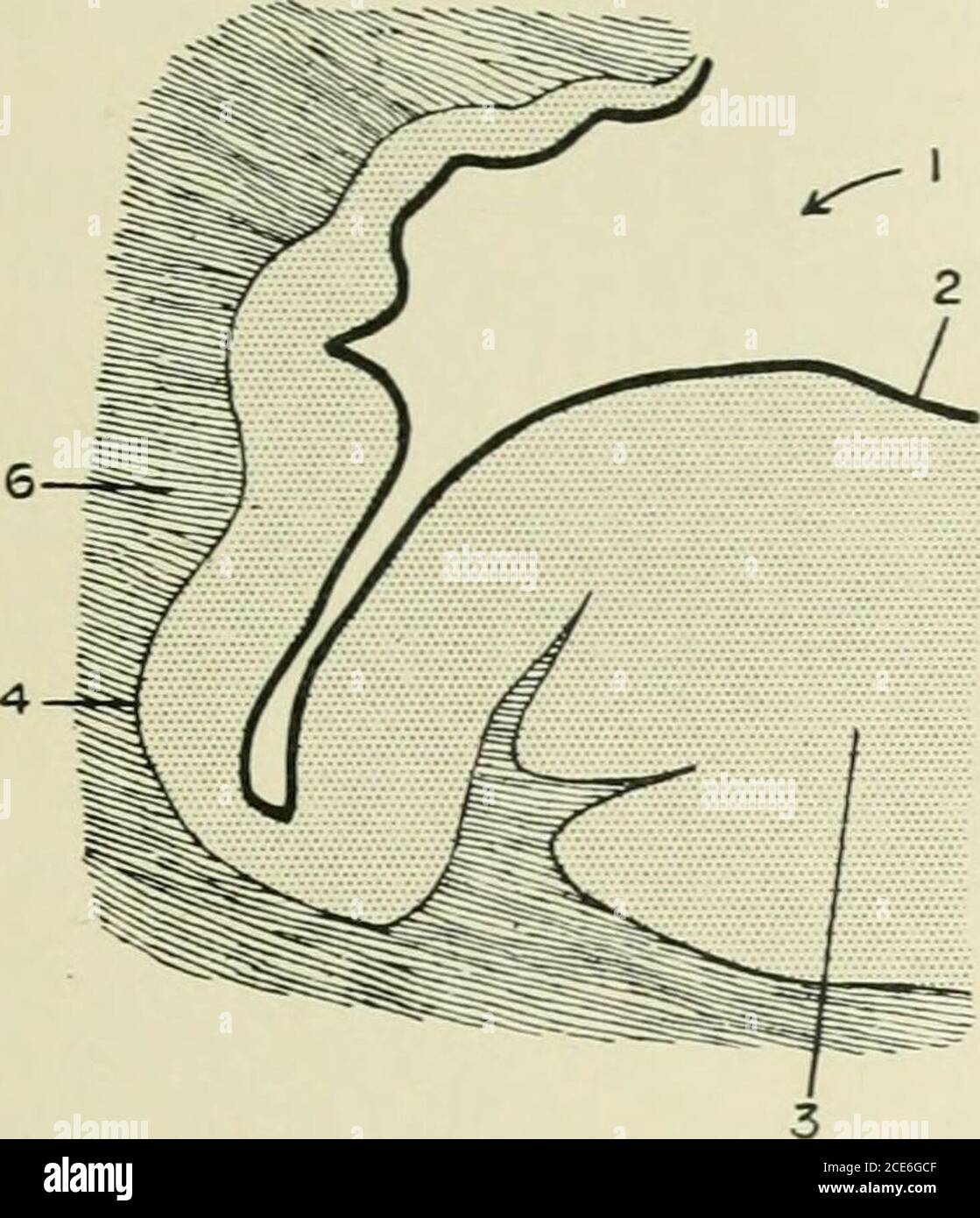 . Journal of Anatomy . ratousillaris und plica ...