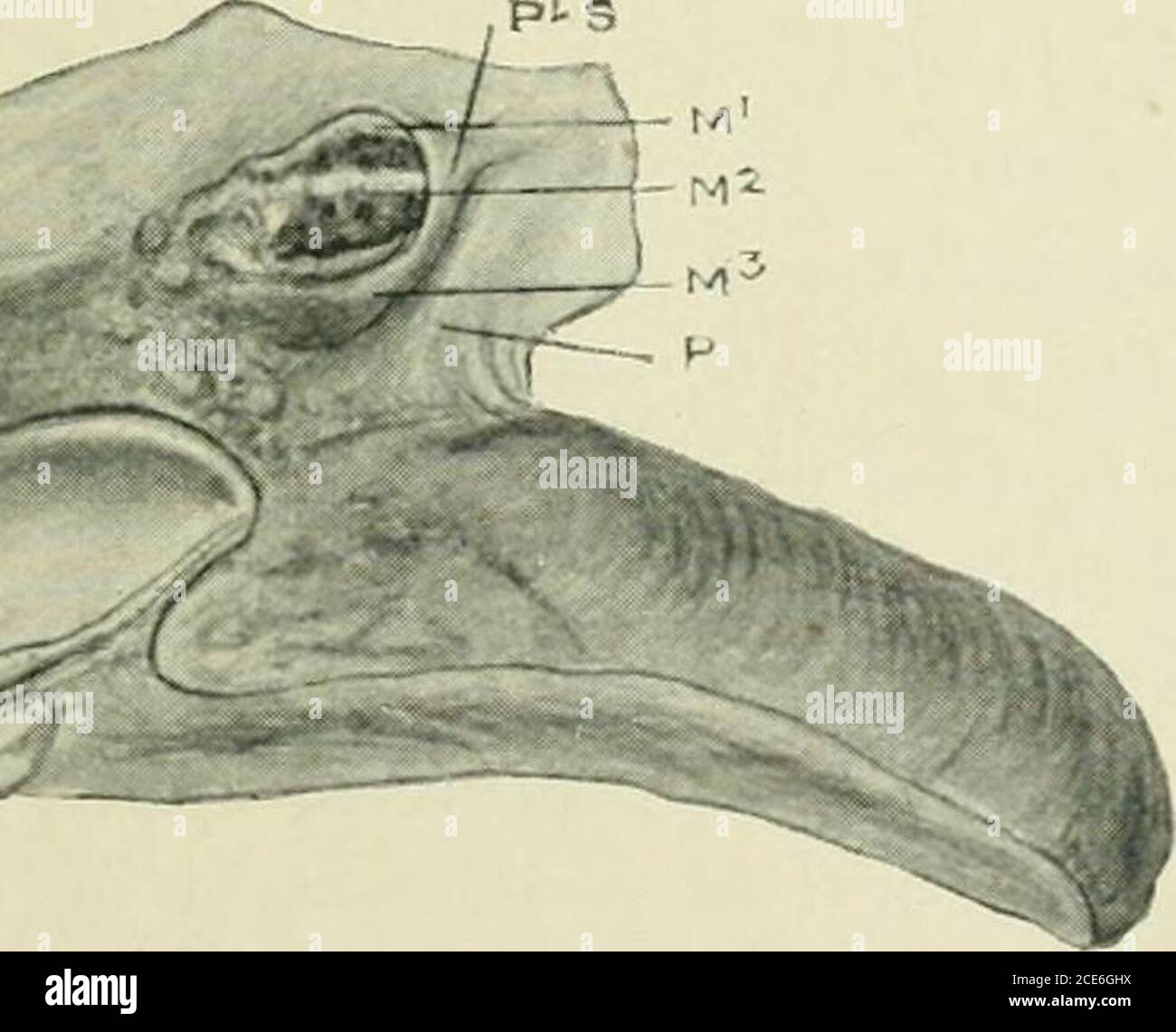 Fossa triangularis -Fotos und -Bildmaterial in hoher Auflösung – Alamy