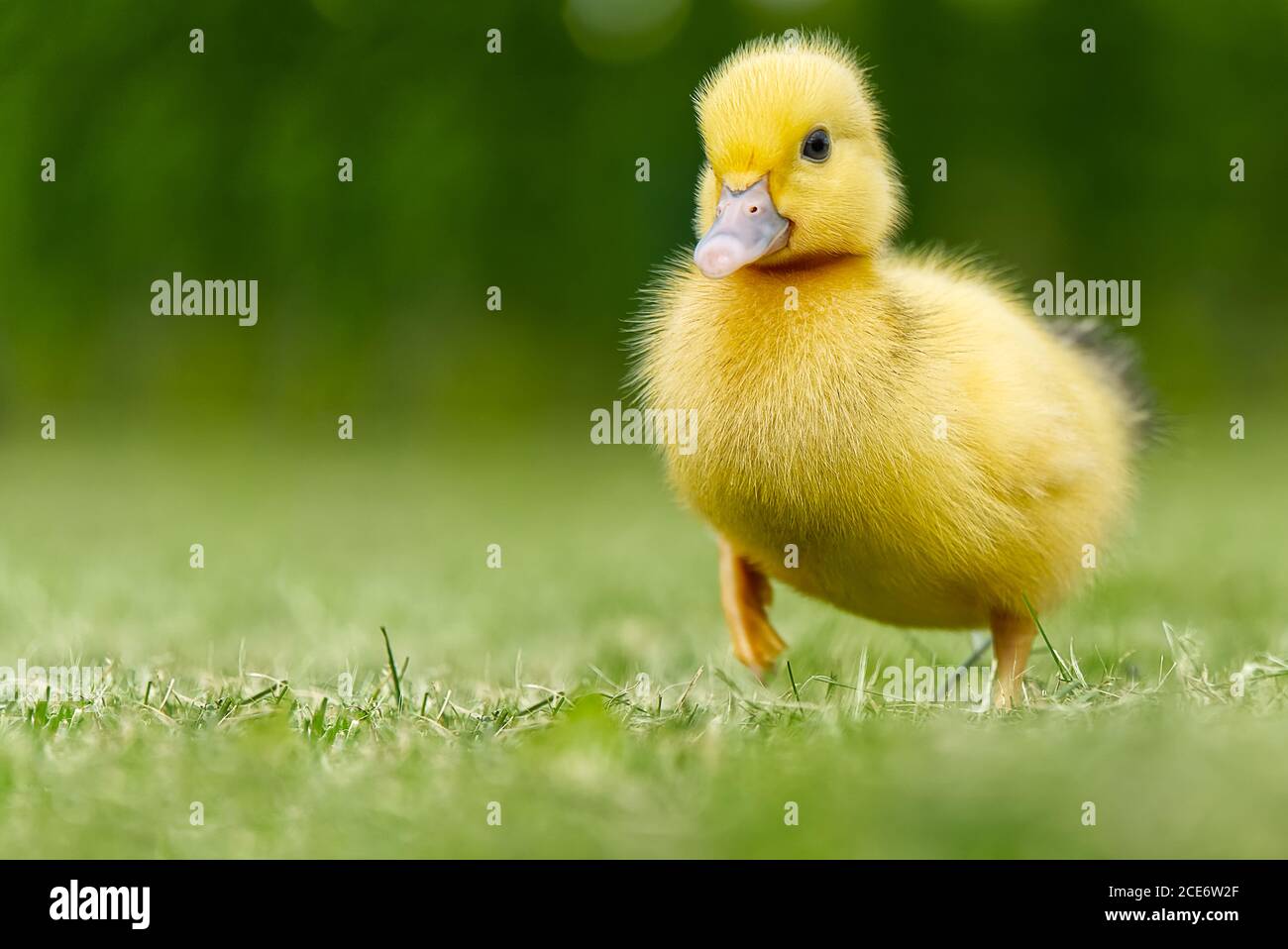 Gelbes Entlein Stockfotos und -bilder Kaufen - Alamy