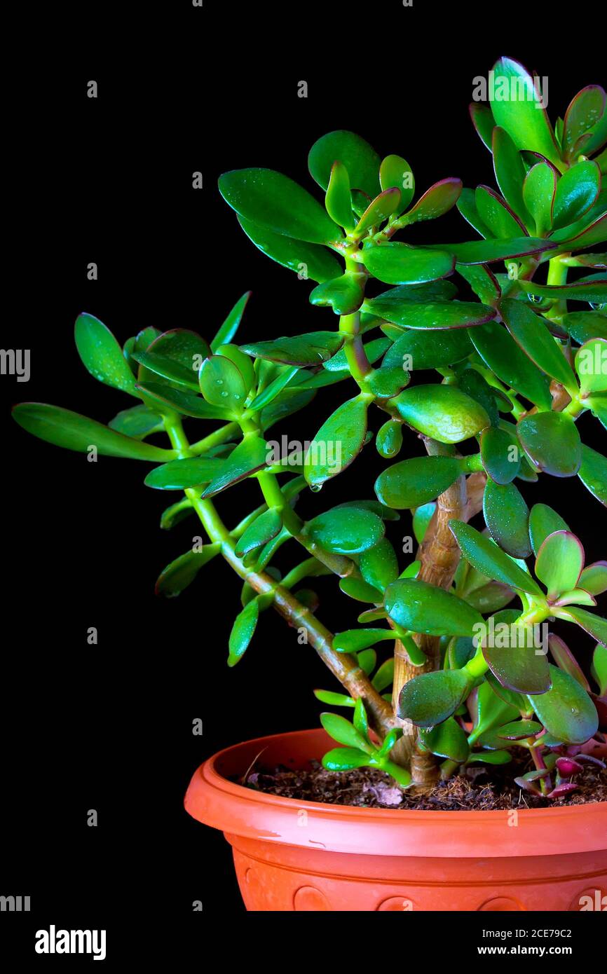 Money plant crassula ovata -Fotos und -Bildmaterial in hoher Auflösung ...