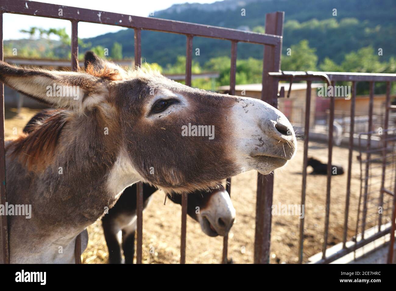 Esel kopf durch tor -Fotos und -Bildmaterial in hoher Auflösung – Alamy