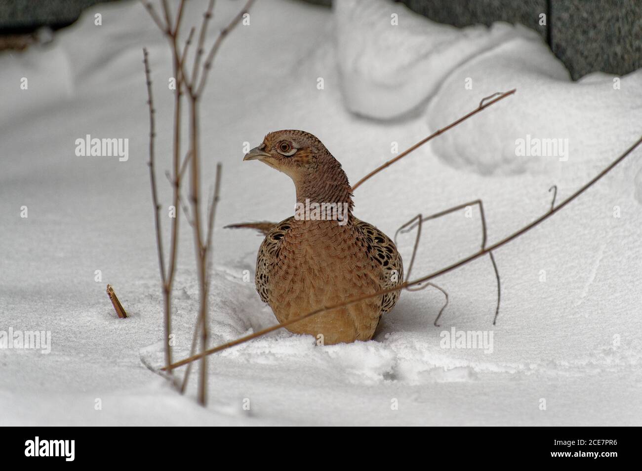 Gewöhnlicher Fasan (Phasianus colchicus) Erwachsene weibliche in der ...