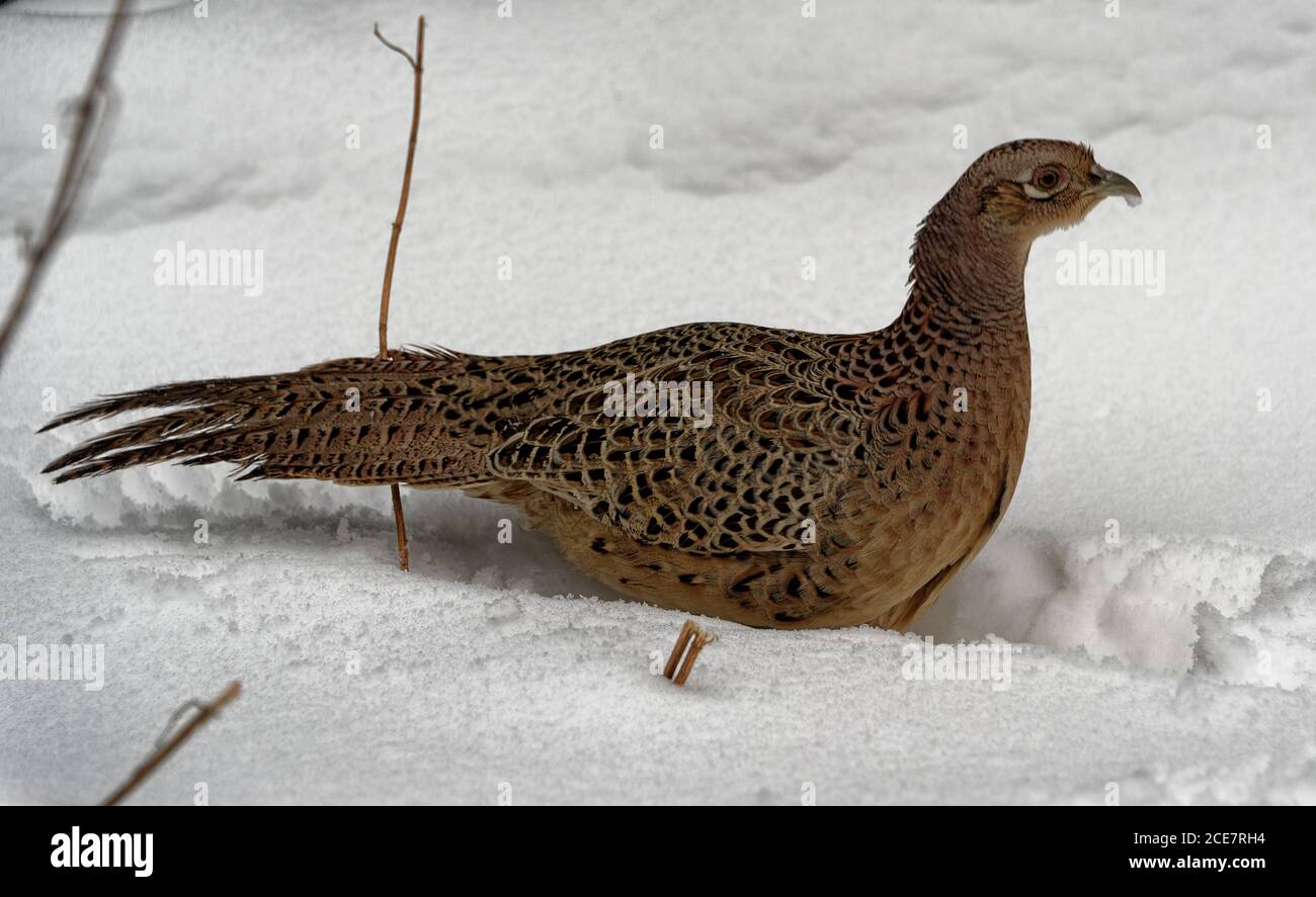Gewöhnlicher Fasan (Phasianus colchicus) Erwachsene weibliche in der ...
