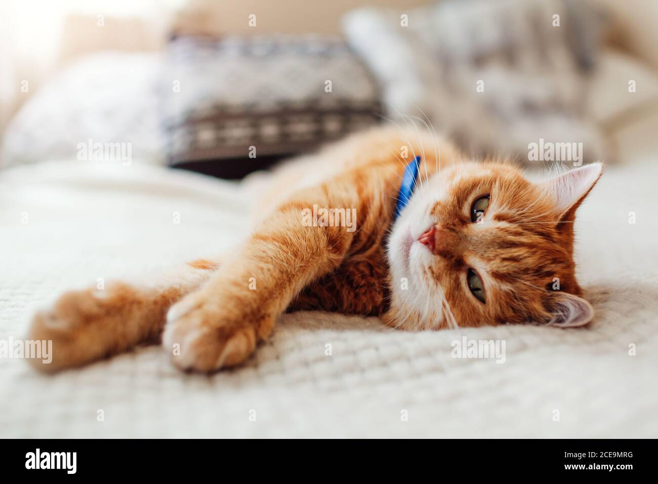 Tier Nickerchen Stockfotos und -bilder Kaufen - Alamy