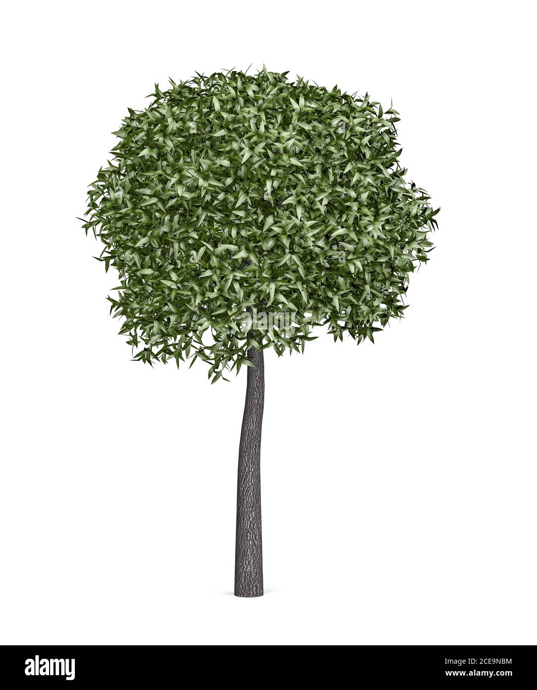 Kleiner Weidenbaum isoliert auf weißem Hintergrund - 3D Render ...