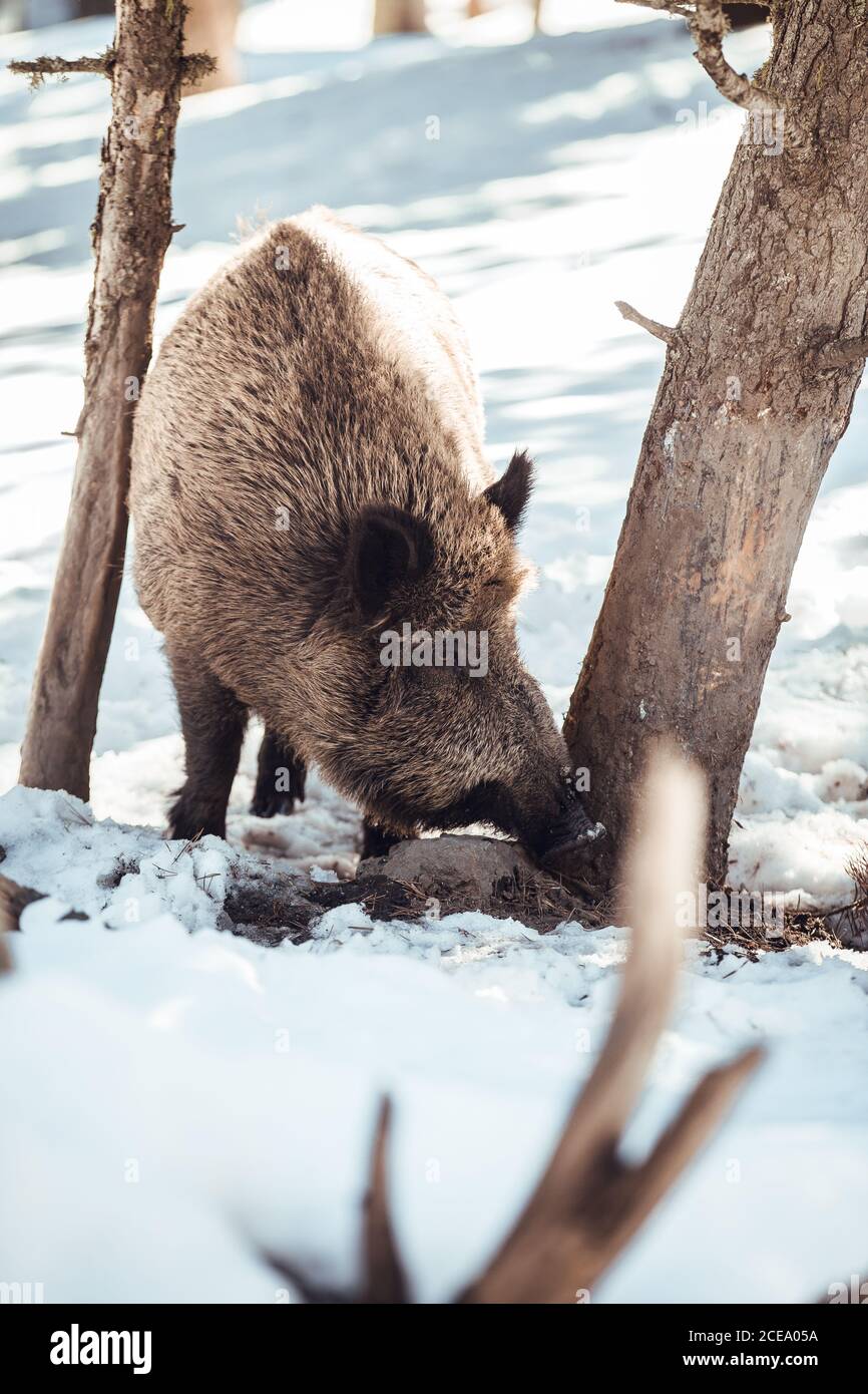 Wildschwein Im Schnee Stockfotos und -bilder Kaufen - Alamy