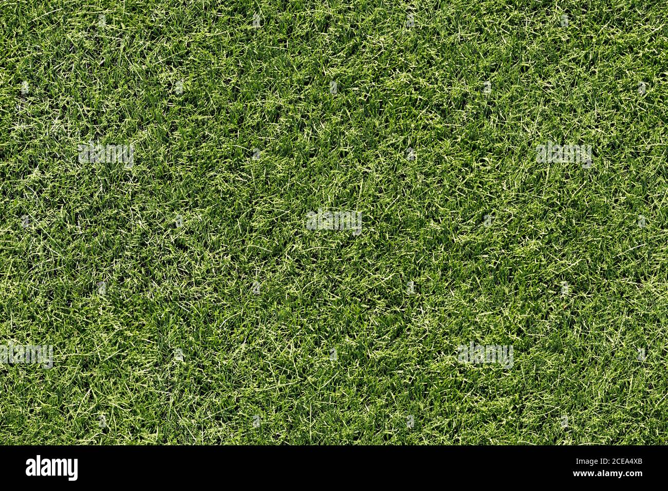 Rasen Textur Stockfotos und -bilder Kaufen - Alamy