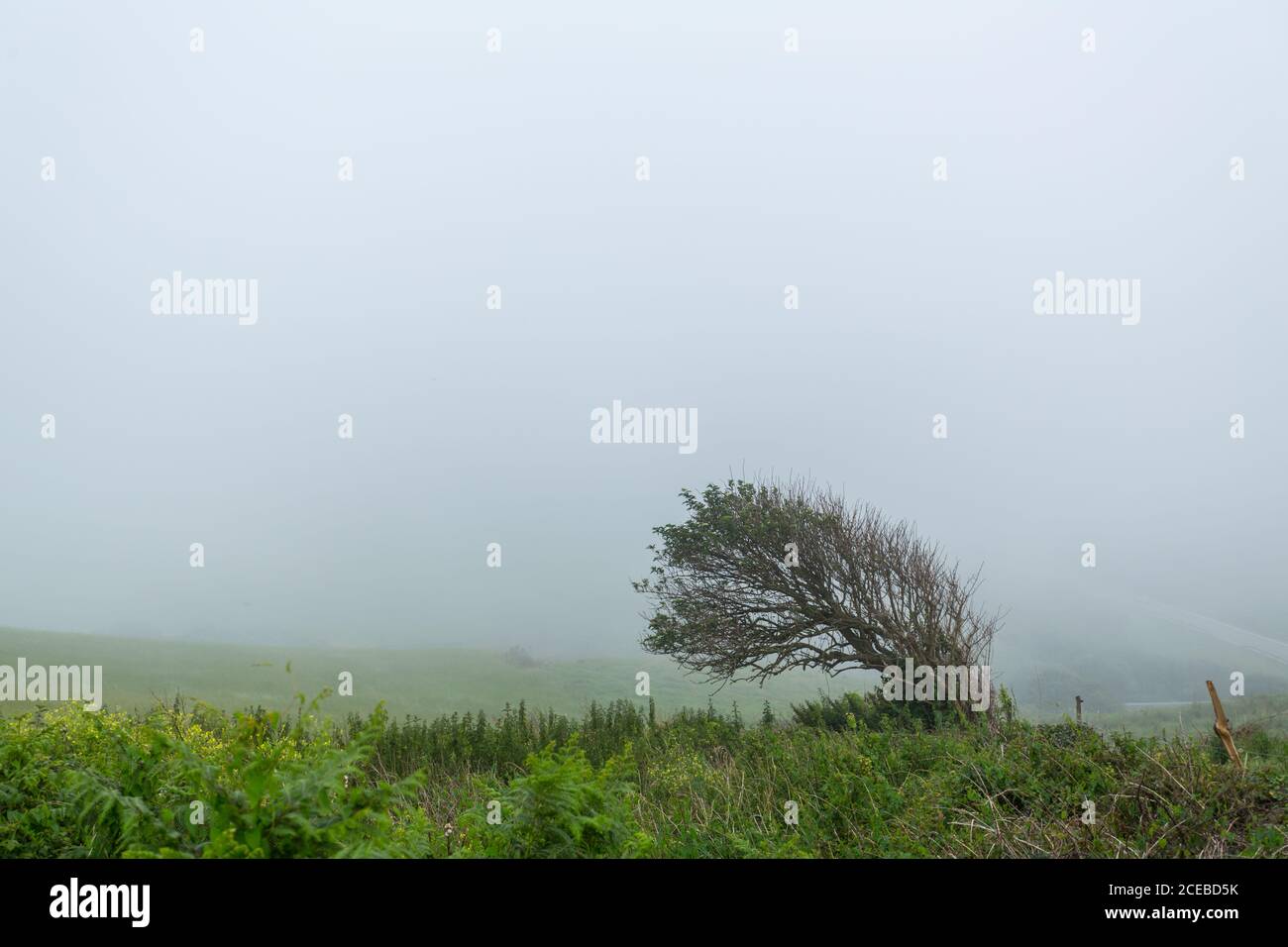 Durch wind verbogener baum -Fotos und -Bildmaterial in hoher Auflösung ...