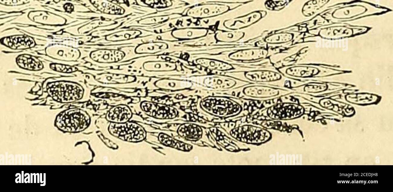 . Manuel d'histologie experimentale. S?^^%#;ç,^c3. Fie. 60. – Cellules ...