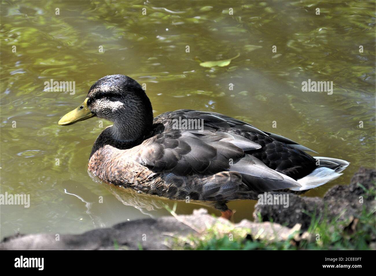 Eine braune ente ist an einem seeufer -Fotos und -Bildmaterial in hoher ...