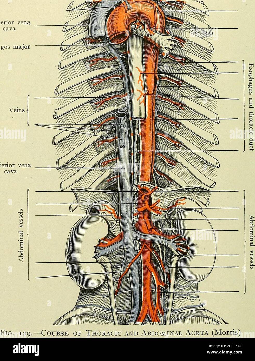 Arteria iliaca communis -Fotos und -Bildmaterial in hoher Auflösung – Alamy