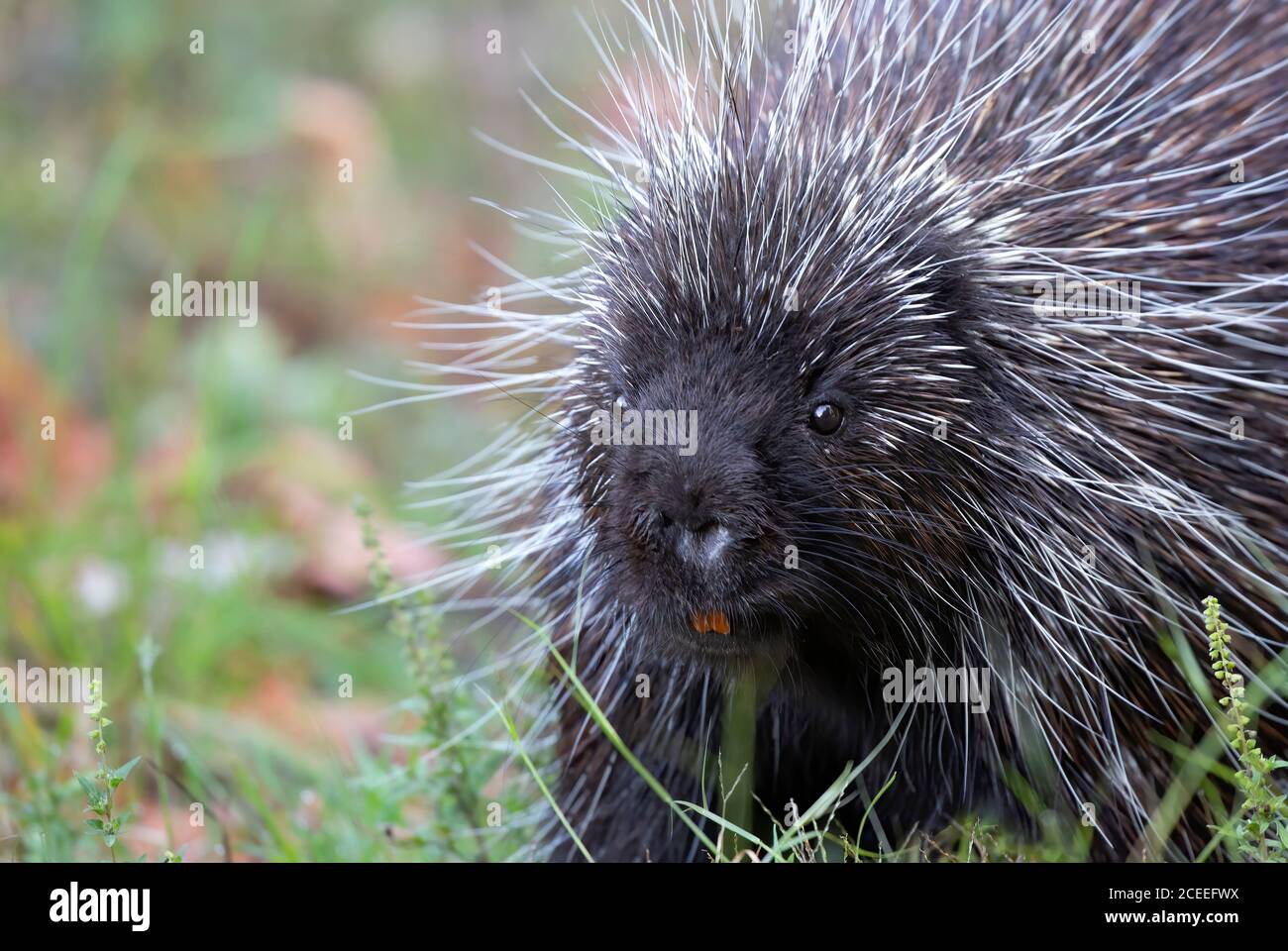 Stachelschwein beim Spaziergang durch eine Sommerwiese in Kanada ...