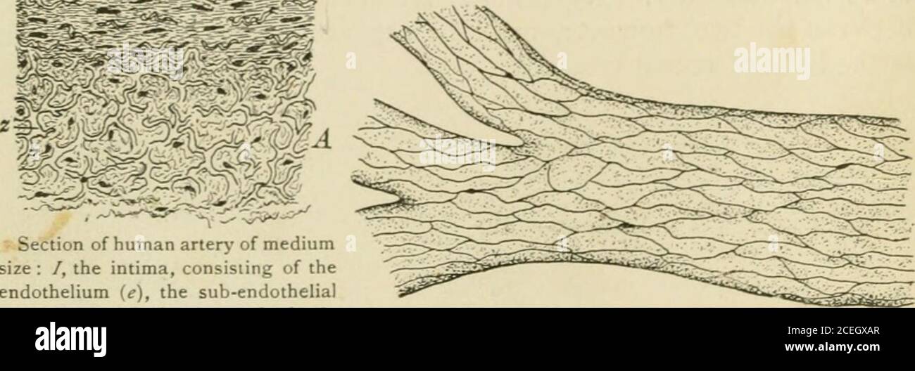 . Textbuch der normalen Histologie: Einschließlich einer Darstellung ...