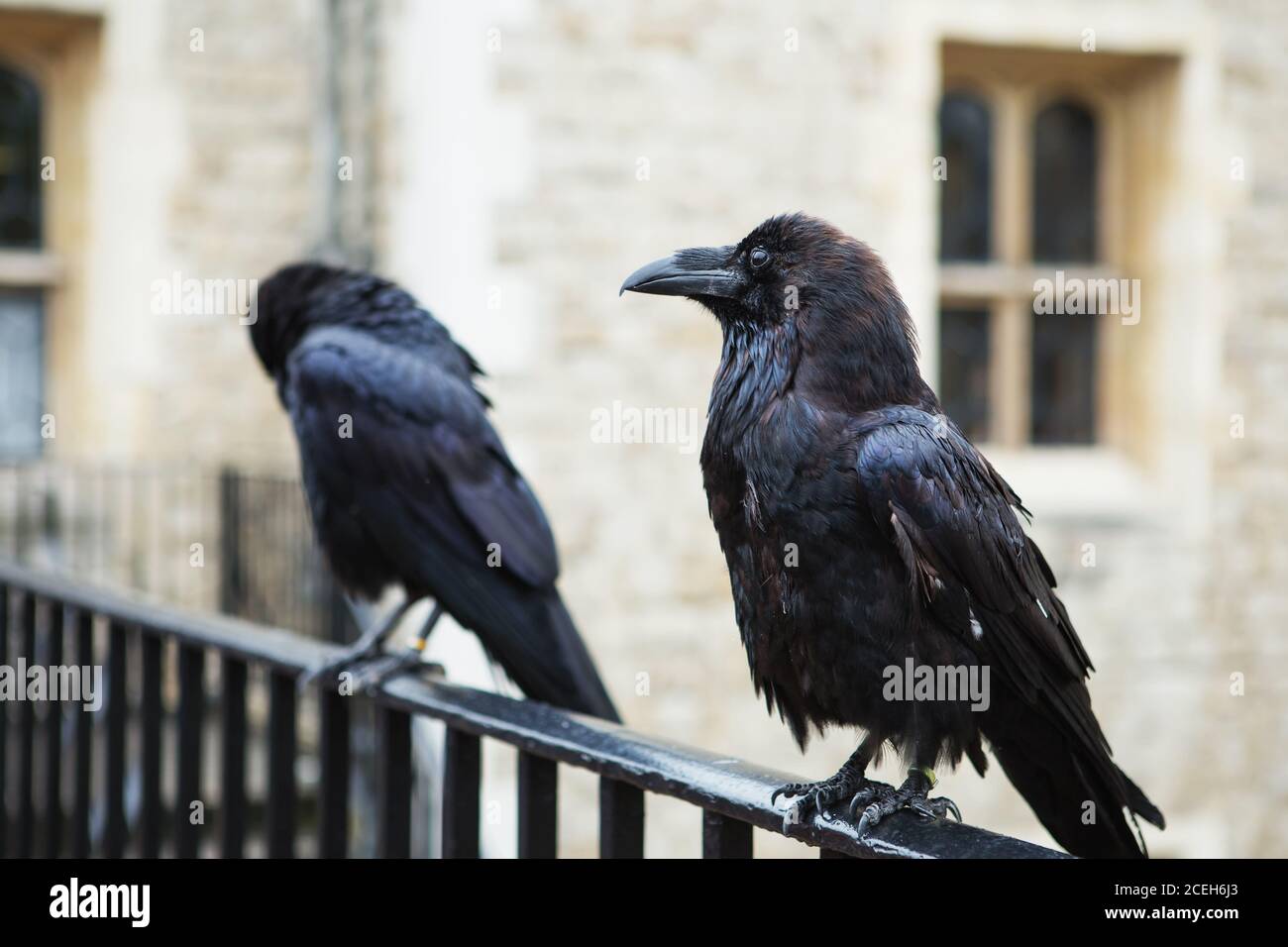 Zwei Raben Sitzen Stockfotos und -bilder Kaufen - Alamy