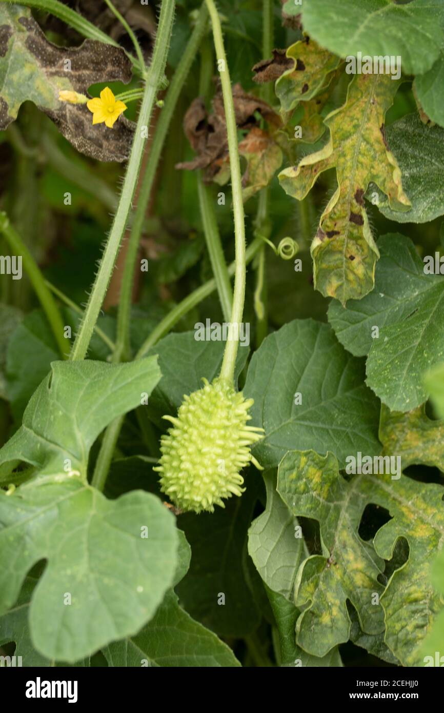 West indian gherkin -Fotos und -Bildmaterial in hoher Auflösung – Alamy