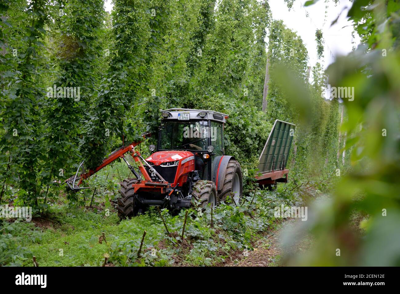 Holsthum, Deutschland. September 2020. Andreas Dick bringt den Hopfen ...