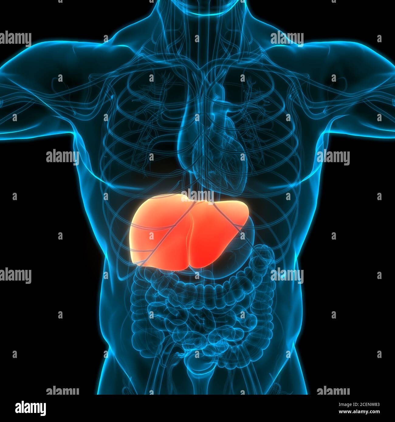 Menschliche interne Digestive Organ Leber Anatomie Stockfotografie - Alamy