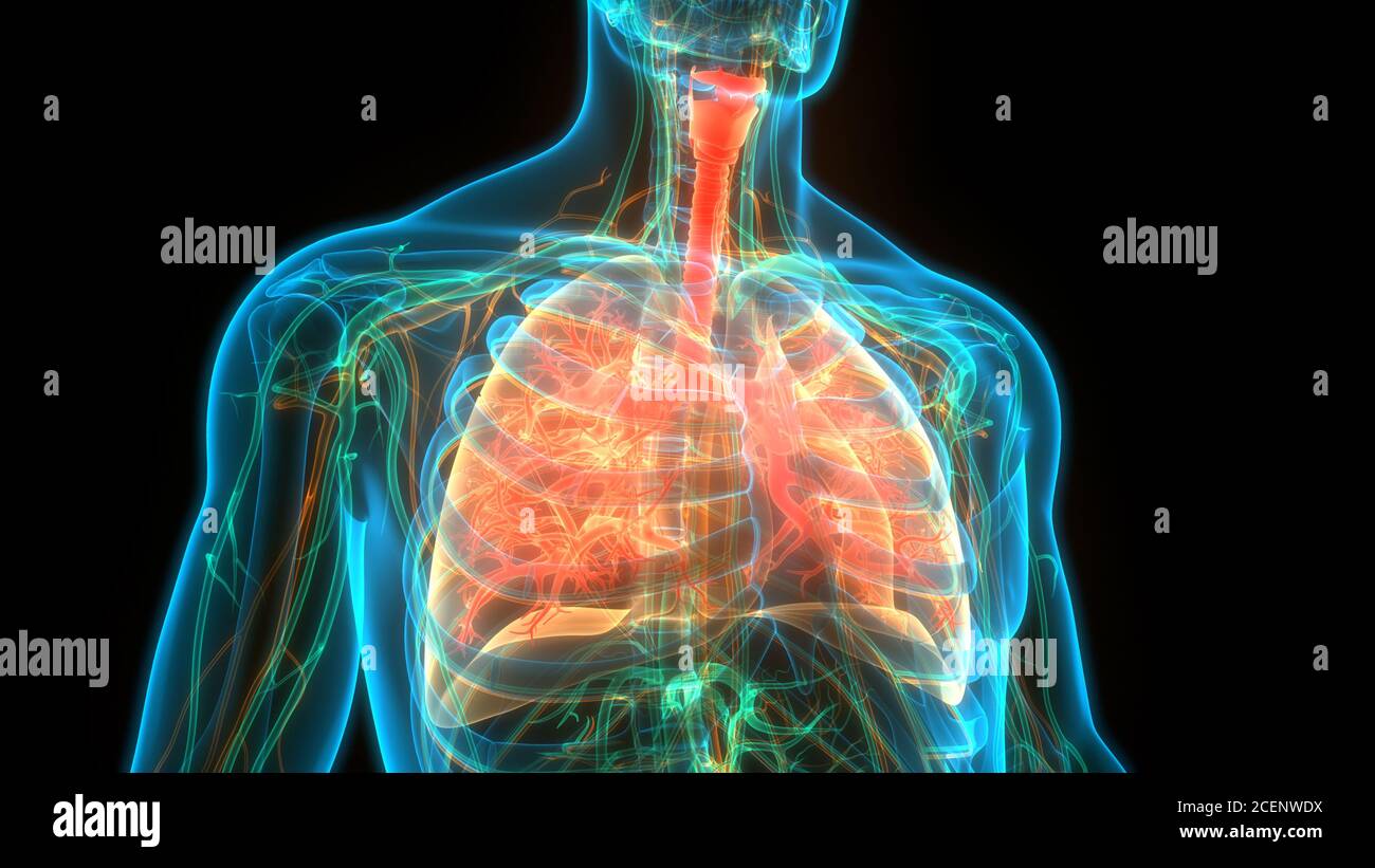 Menschliche Atmungssystem Lungen Anatomie Stockfotografie - Alamy