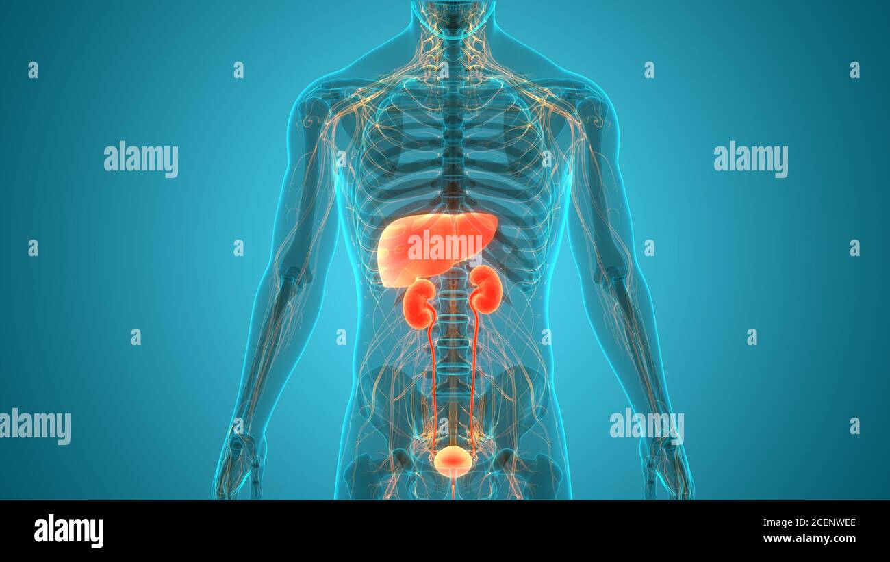 Organe des harnsystems -Fotos und -Bildmaterial in hoher Auflösung – Alamy