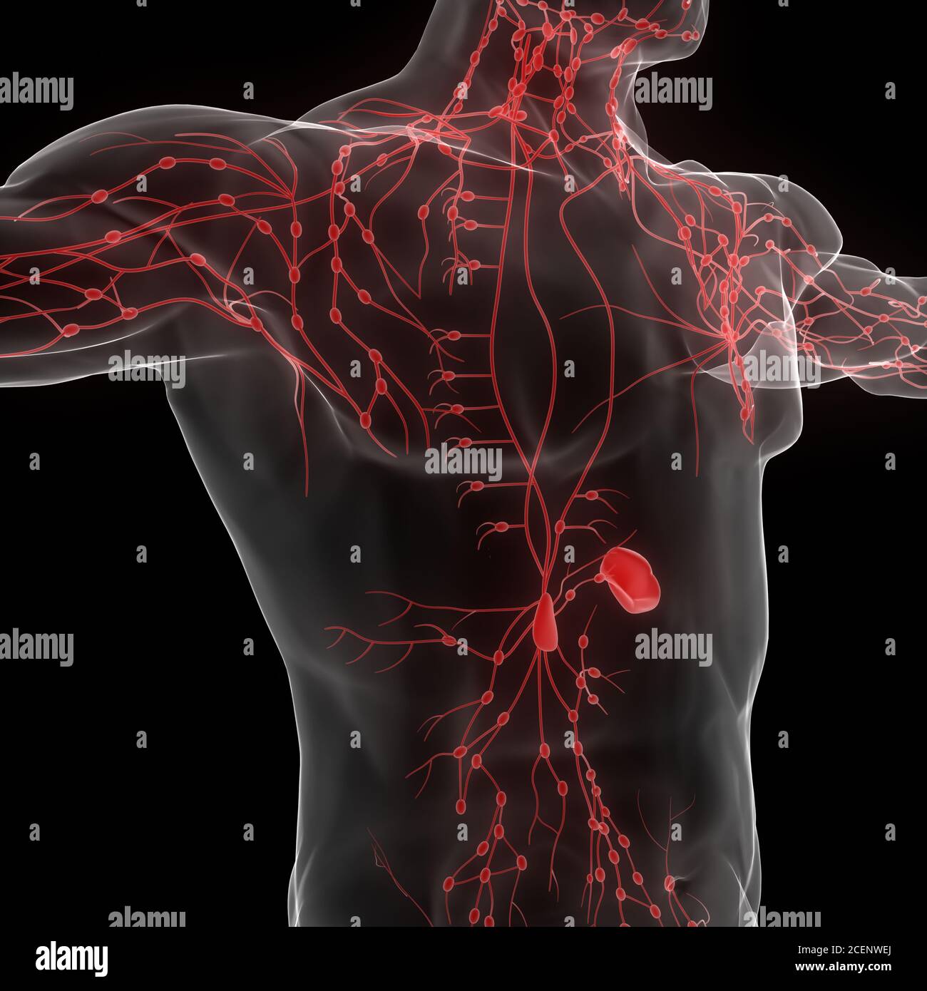 Anatomie des menschlichen inneren Systems Lymphknoten Stockfotografie ...