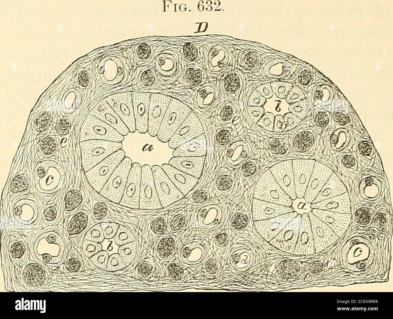 . Anatomie, deskriptiv und chirurgisch. d transparent (Abb. 631, 632 ...