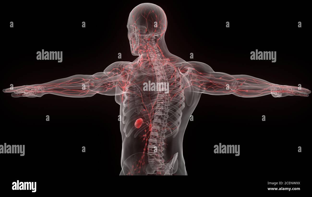Anatomie des menschlichen inneren Systems Lymphknoten Stockfotografie ...