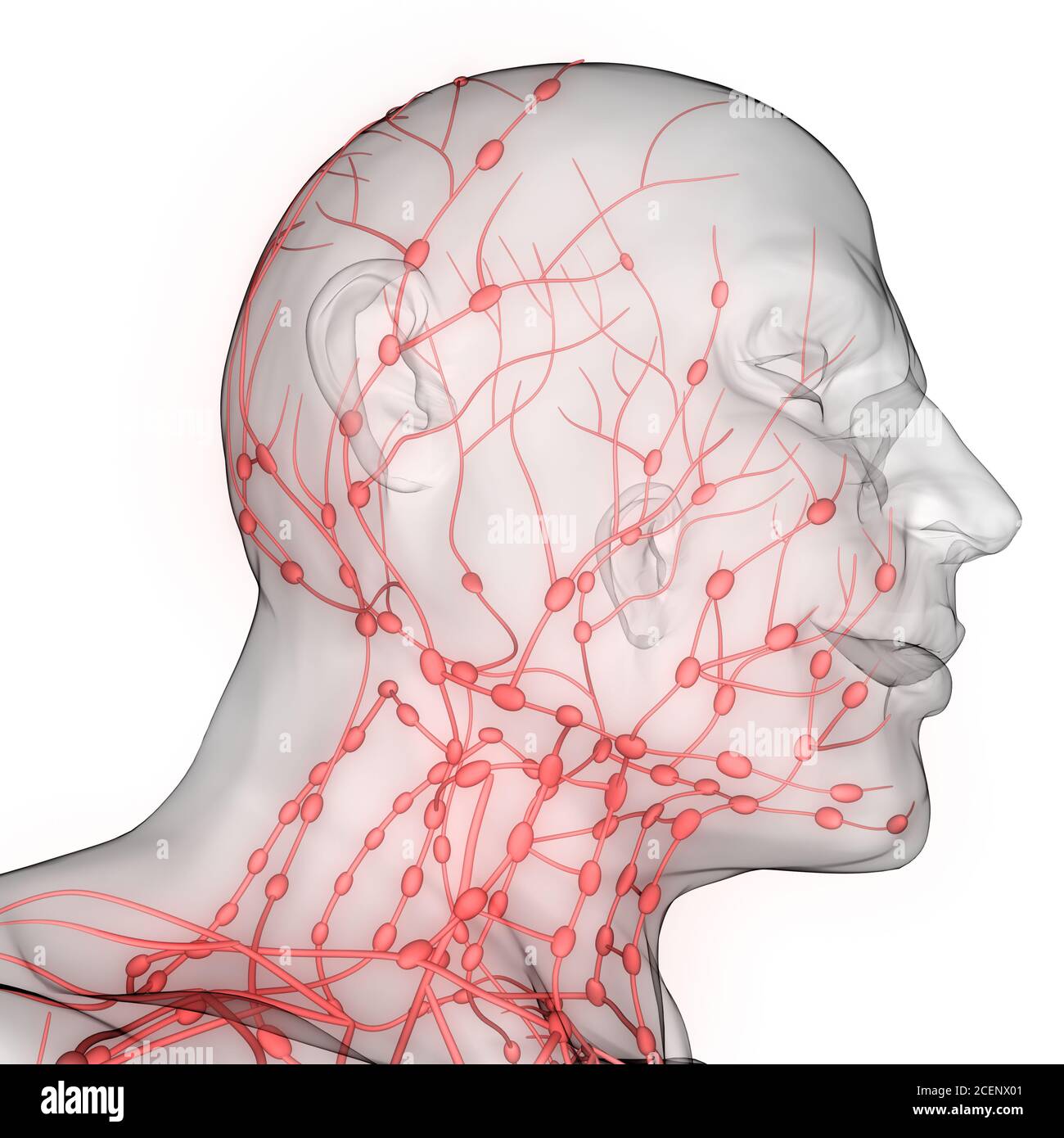 Die lymphknoten -Fotos und -Bildmaterial in hoher Auflösung - Seite 6 ...