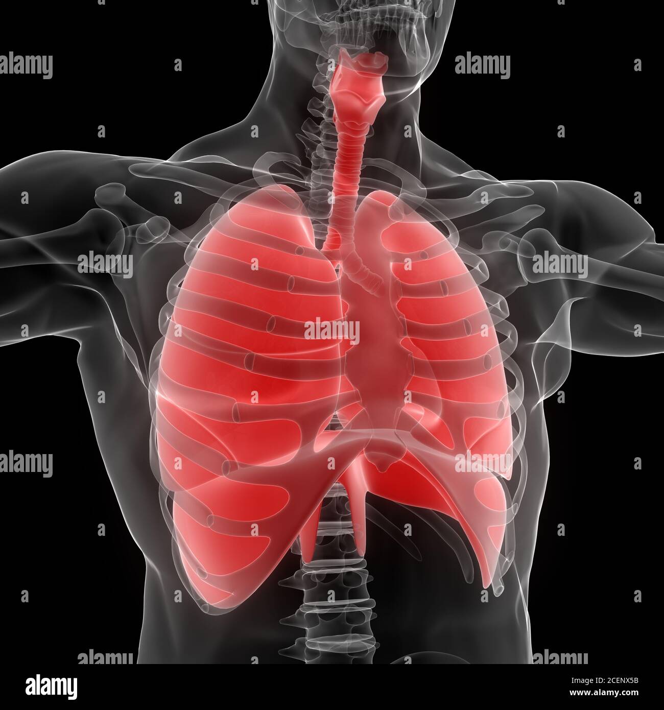 Menschliche Atemwege Lunge mit Membran Anatomie Stockfotografie - Alamy