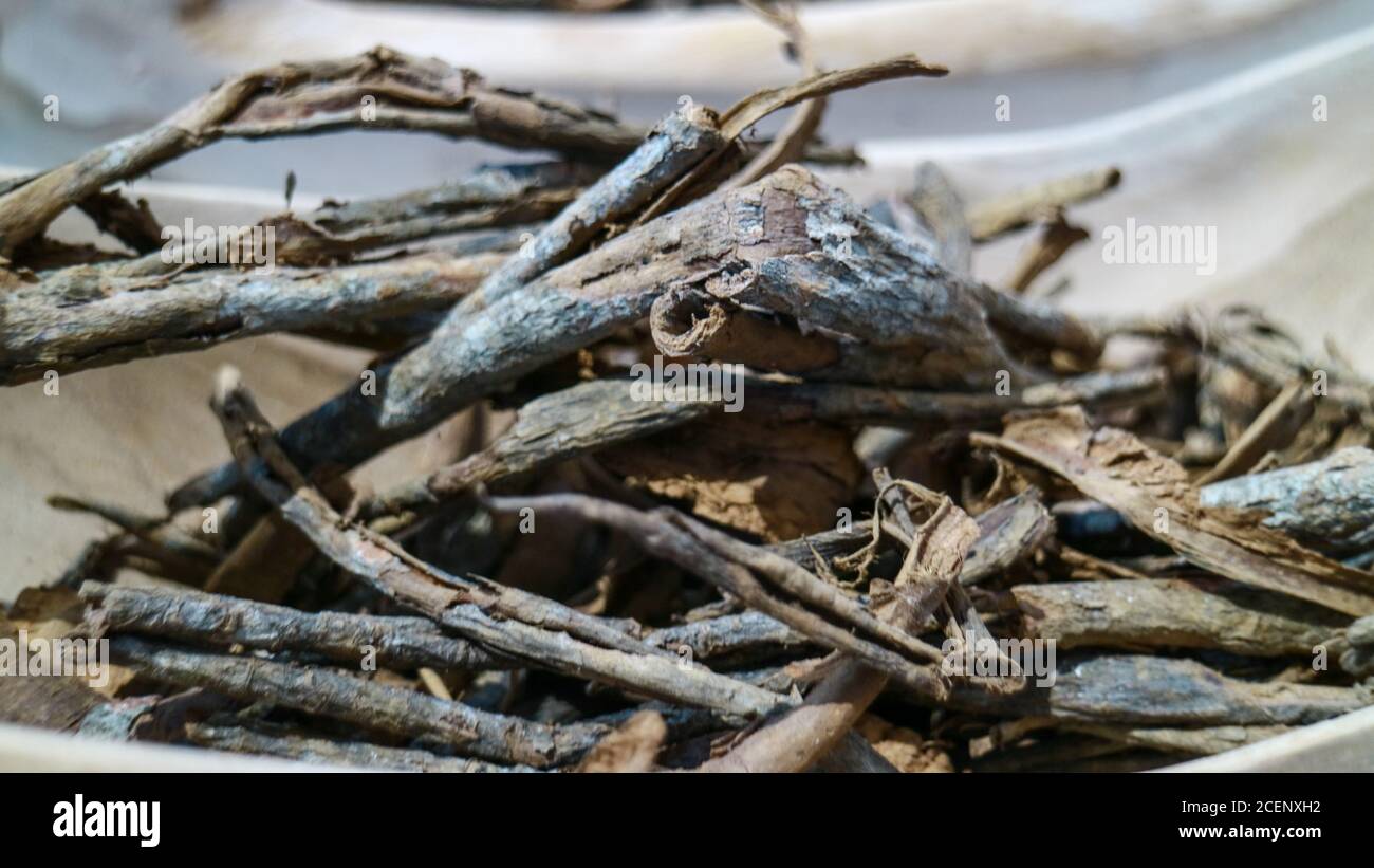 Cinchona tree -Fotos und -Bildmaterial in hoher Auflösung – Alamy