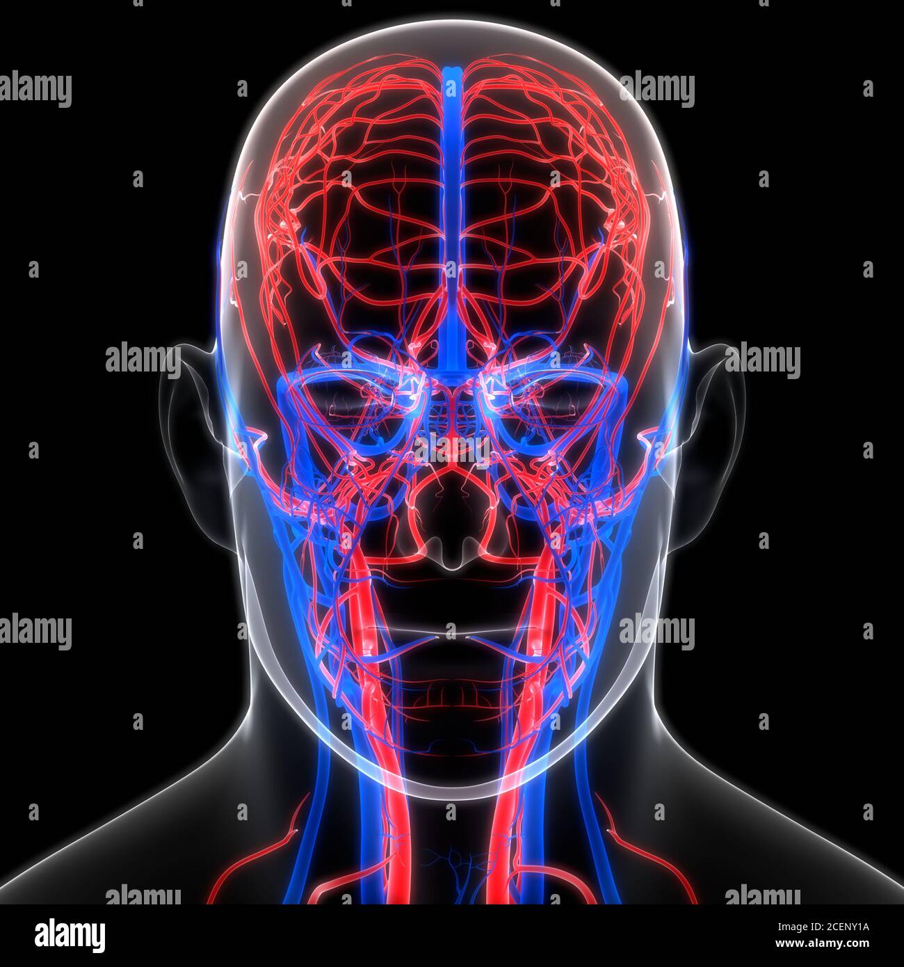 Anatomie des menschlichen Kreislaufsystems Arterien und Venen ...