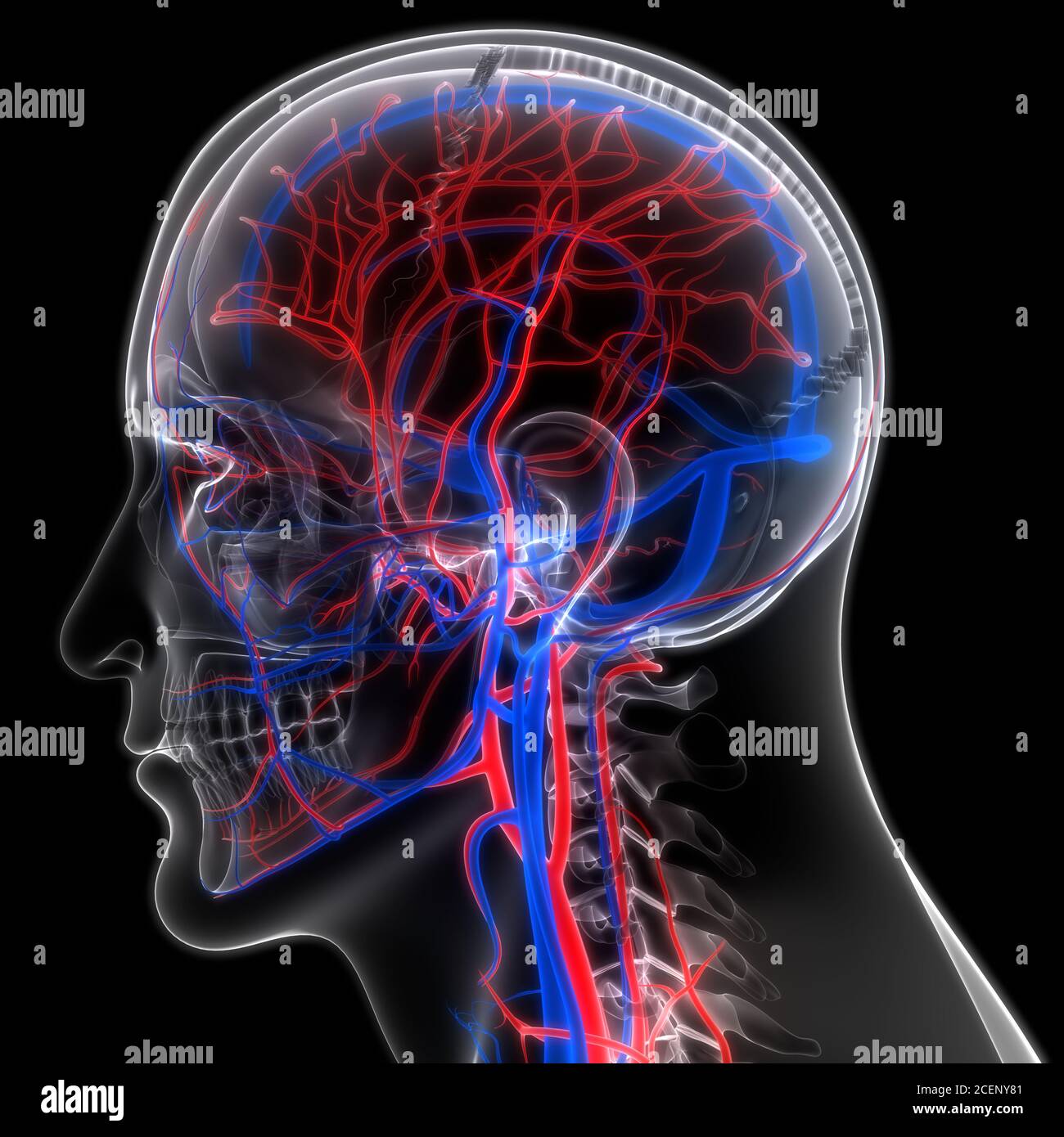 Anatomie der arterien -Fotos und -Bildmaterial in hoher Auflösung - Seite 4 - Alamy