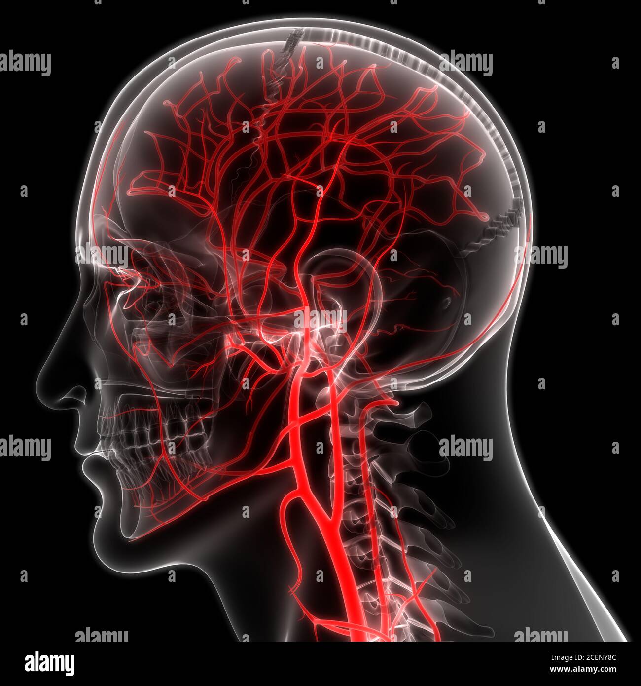 Anatomie des menschlichen Kreislaufsystems Arterien und Venen ...