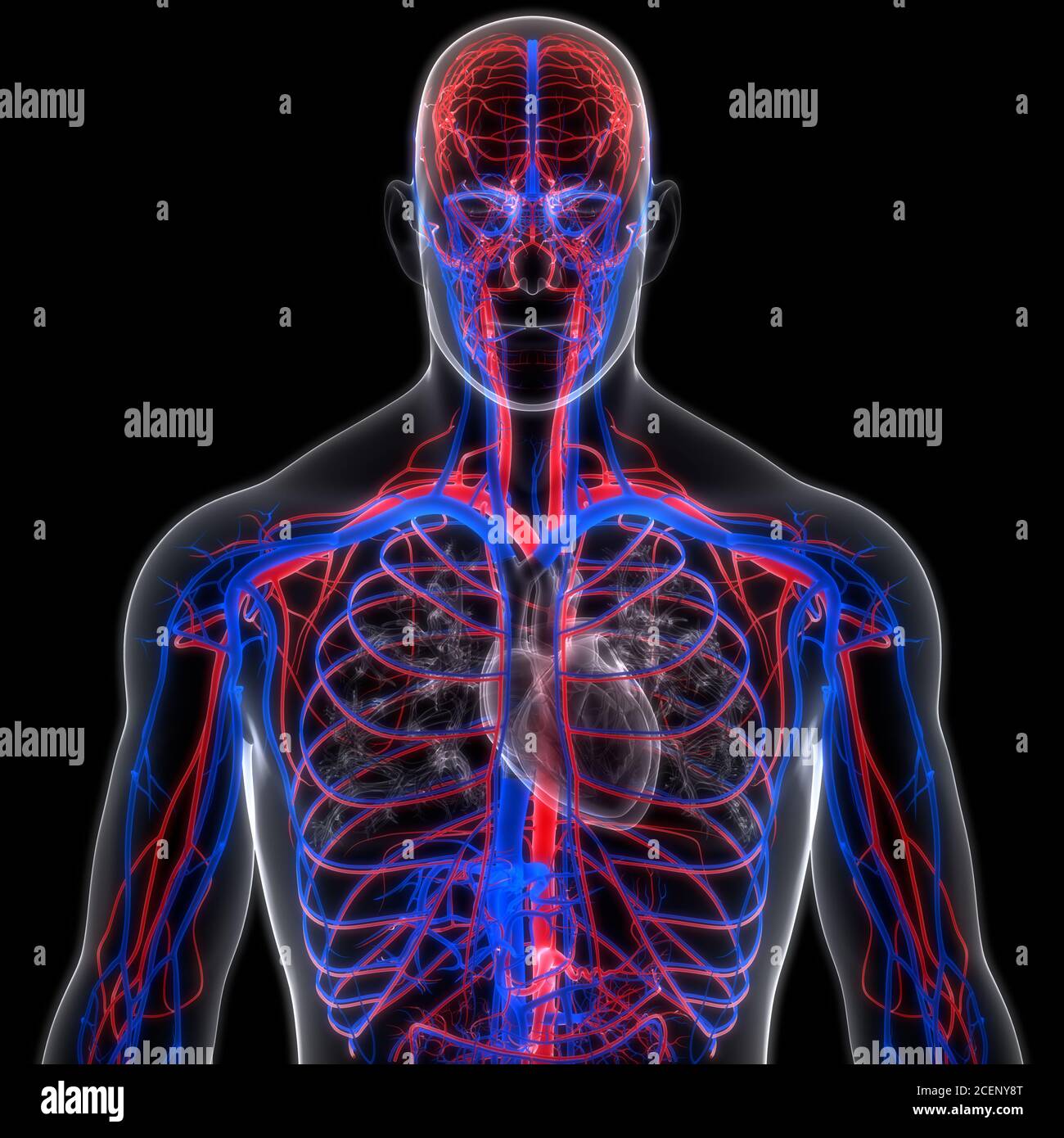 Anatomie des menschlichen Kreislaufsystems Arterien und Venen ...