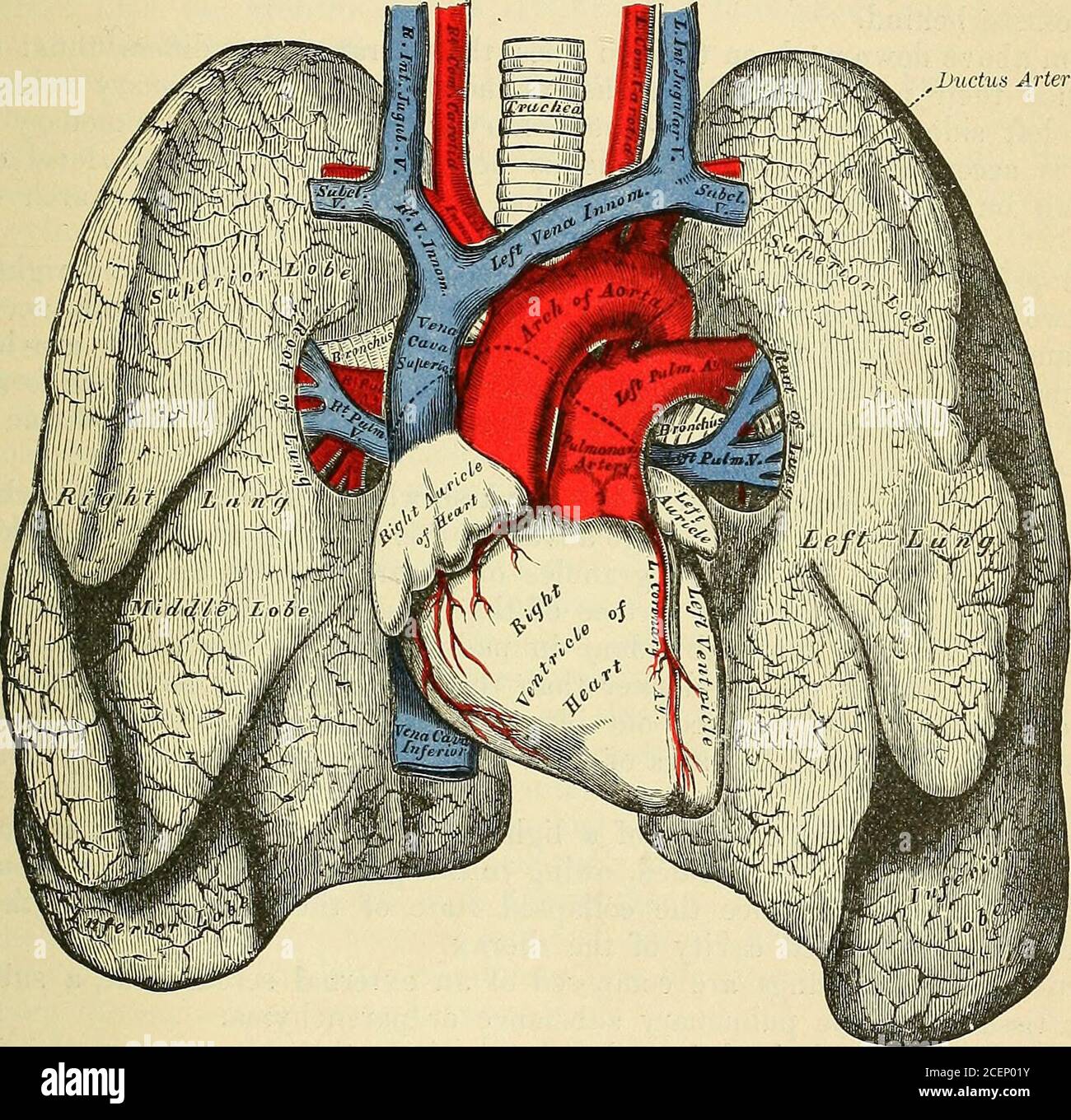 . Anatomie, deskriptiv und chirurgisch. G tiefer hinten als vorne. Die ...