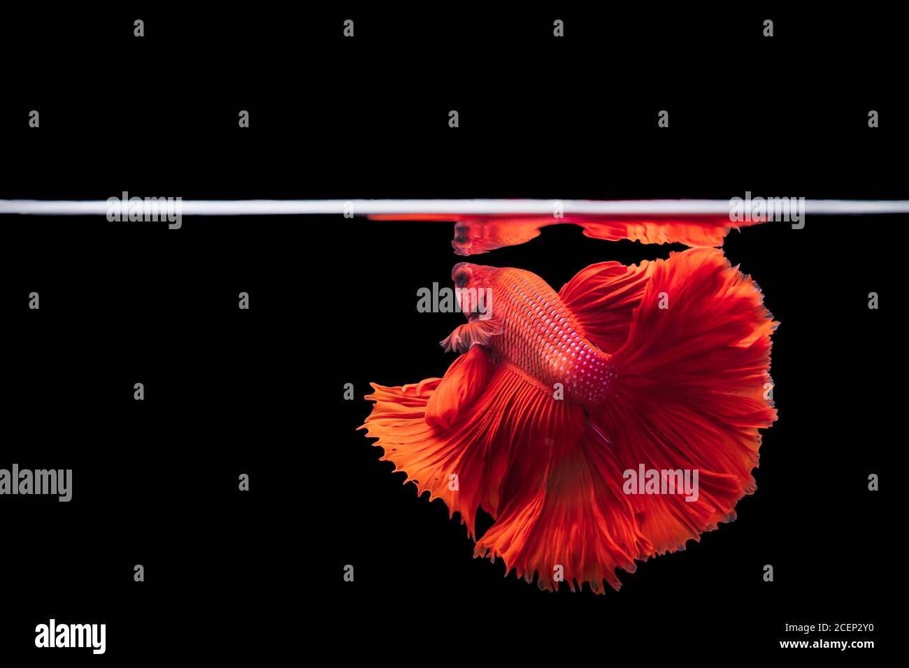 Roter kampffisch -Fotos und -Bildmaterial in hoher Auflösung – Alamy