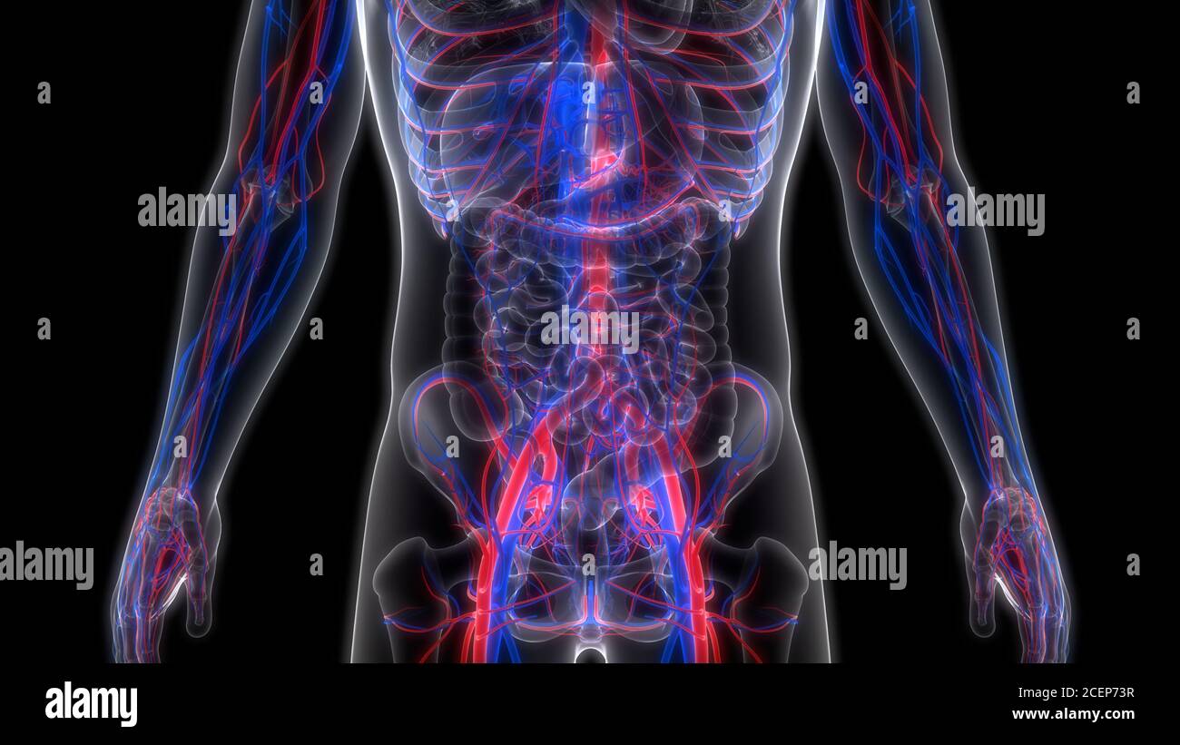 Anatomie des menschlichen Kreislaufsystems Arterien und Venen ...