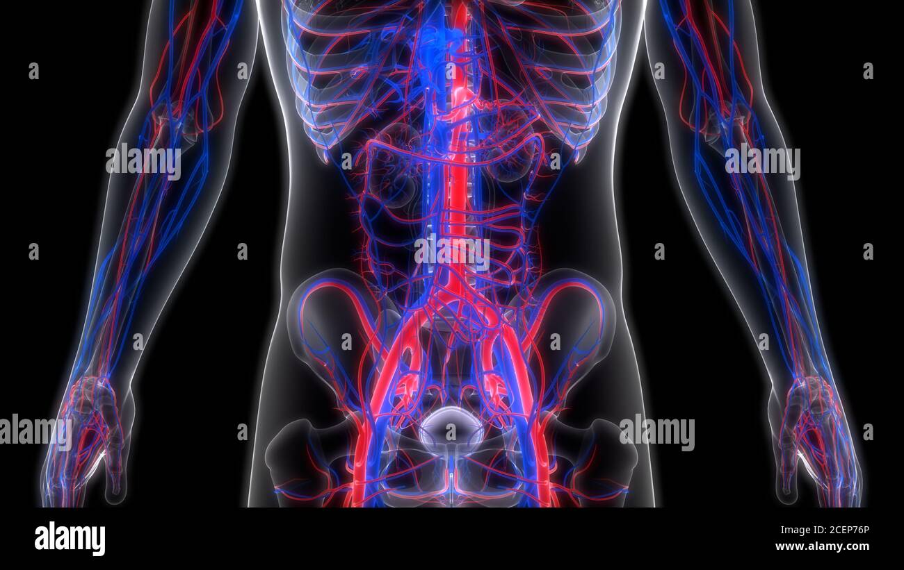 Anatomie der arterien -Fotos und -Bildmaterial in hoher Auflösung ...