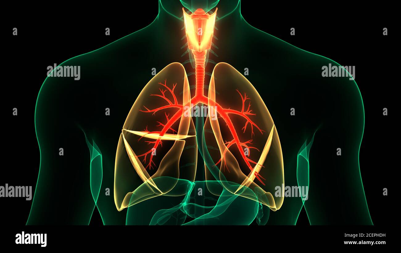 Menschliche Atmungssystem Lungen Anatomie Stockfotografie - Alamy